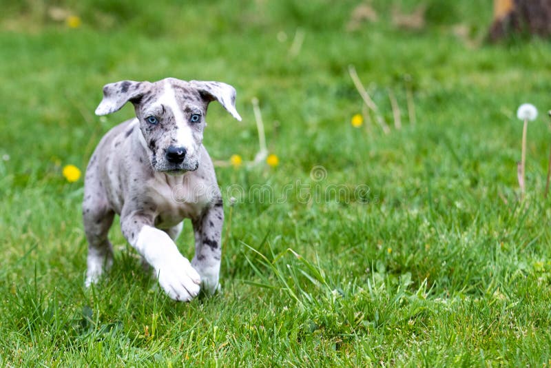 Gray Great Dane Puppy Dog stock photo. Image of breed - 182170376
