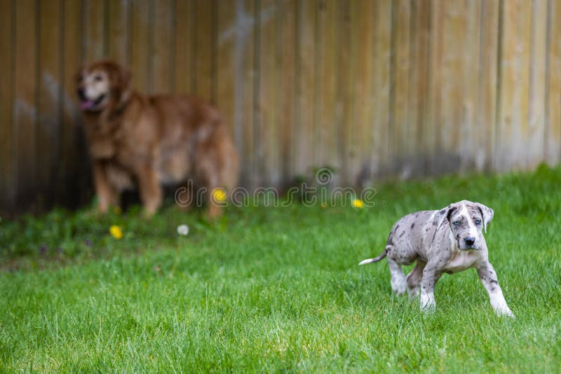Gray Great Dane Puppy Dog stock photo. Image of baby - 182170396
