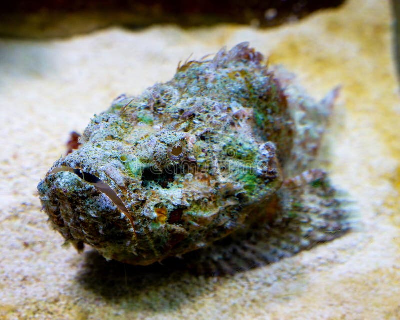 Fish in Red sea stock image. Image of egypt, scuba, caribbean - 47428701