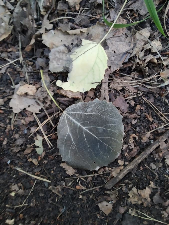 Gray-green Leaf on the Ground and in the Grass Stock Photo - Image of ...