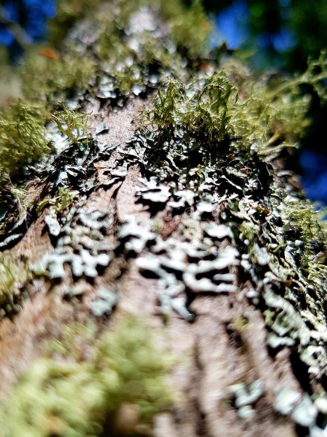 Gray and Green Moss Grows on the Bark of a Tree Stock Photo - Image of ...