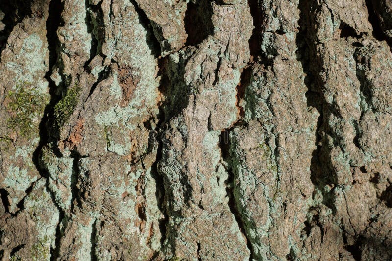 Gray Green Natural Vegetable Texture of Bark on a Tree Oak Stock Image ...