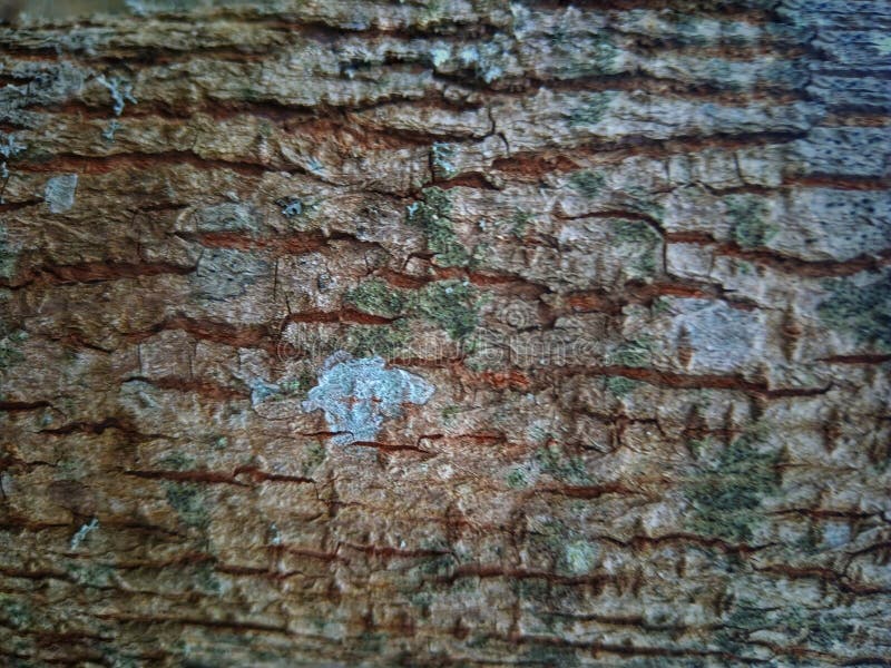 Gray Green Tree Bark Texture. Nature Texture. Background Nature. Nature ...
