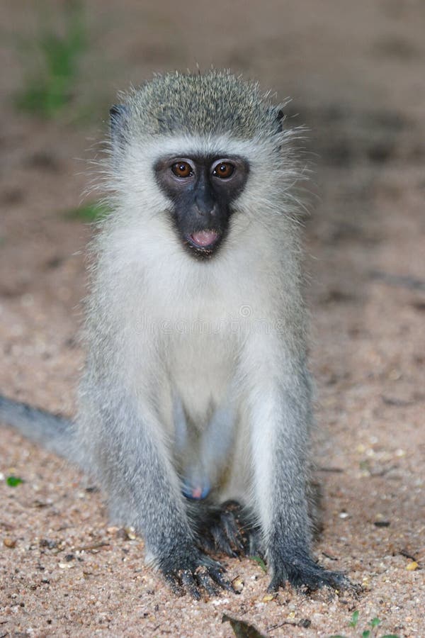 Gray green vervet monkey stock image. Image of park, savannah - 48125979