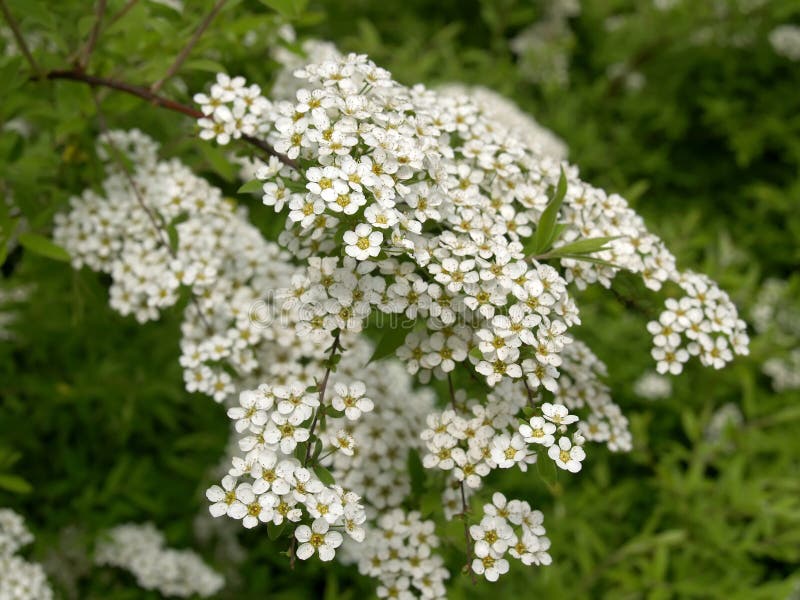 Gray Grefsheim (Spiraea Cinerea Zabel) Blossoming Spirey Stock Photo ...