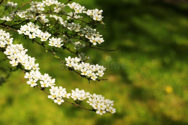 Cinerea Zabel Stock Photos - Free & Royalty-Free Stock Photos from ...