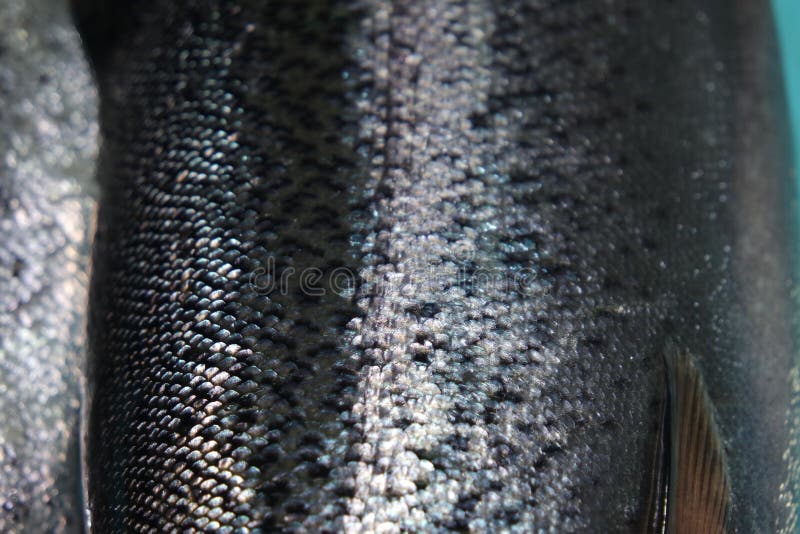 491 Salmon Silver Skin Background Stock Photos - Free & Royalty-Free ...