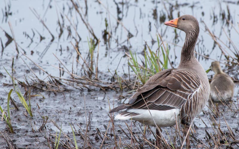 Gray Groose Parents Protecting Their Children Stock Image - Image of ...