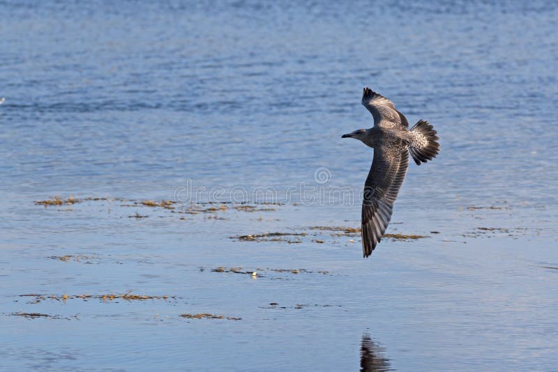 Gray Gull Black Tipped Wings Tail Stock Image - Image of distance, calm ...