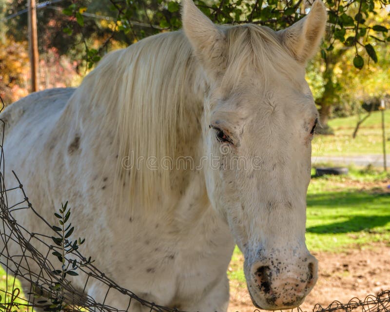 Old Gray Mare stock photo. Image of mammal, mane, outdoors - 36768428