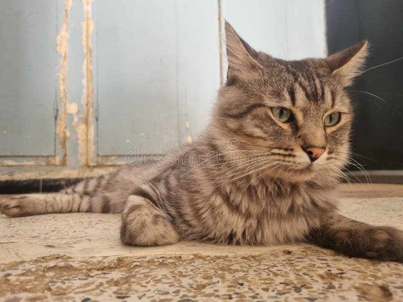 Gray-haired Cat Mino is Beautiful while Lying Down Stock Photo - Image ...
