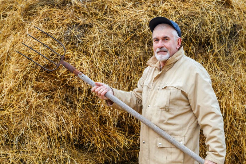 The Gray-haired Man Puts the Hay on a Haystack Stock Photo - Image of ...