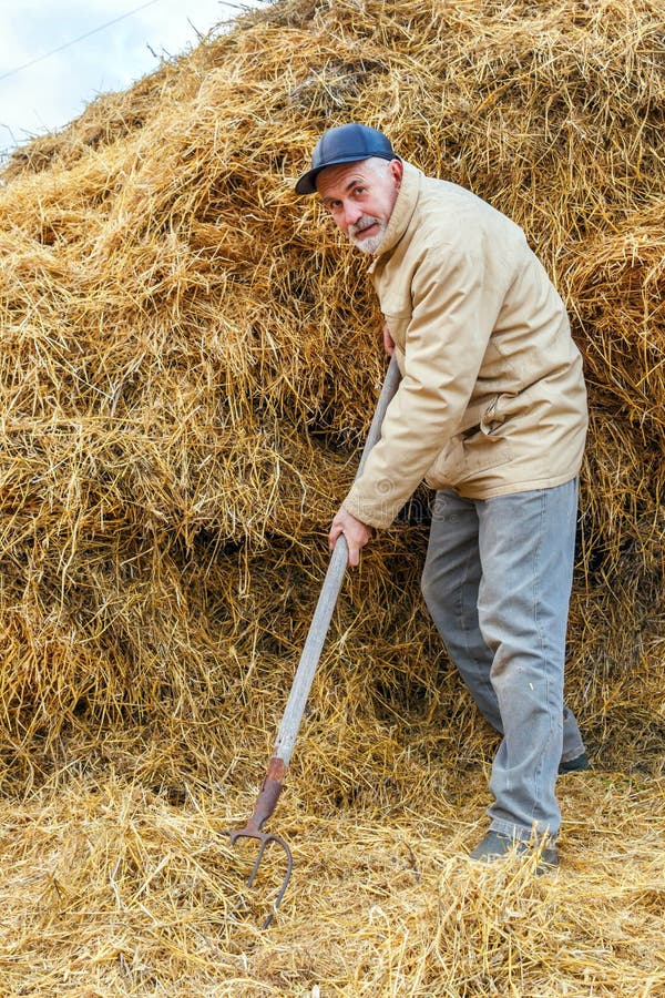 The Man Puts the Hay on a Haystack Stock Photo - Image of farming ...