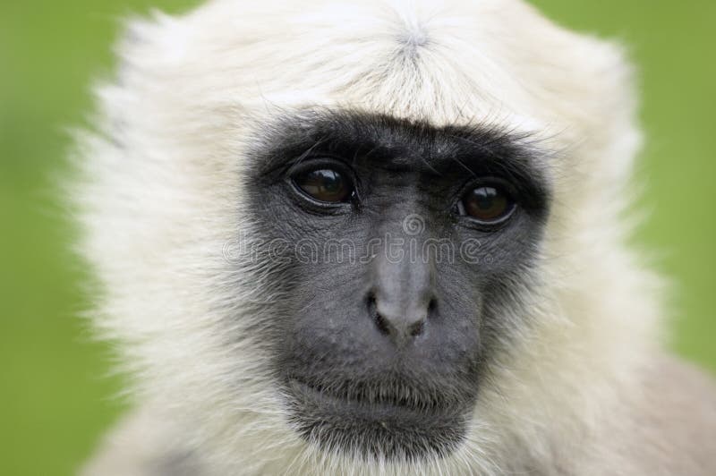 Gray haired Monkey stock image. Image of wildlife, environmental - 16896799