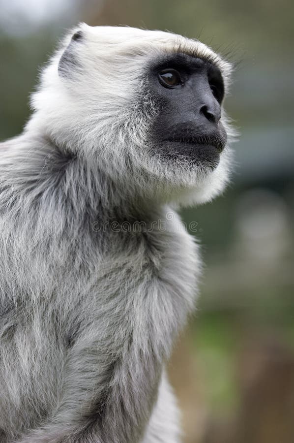 Gray haired Monkey stock image. Image of animal, monkey - 16896939