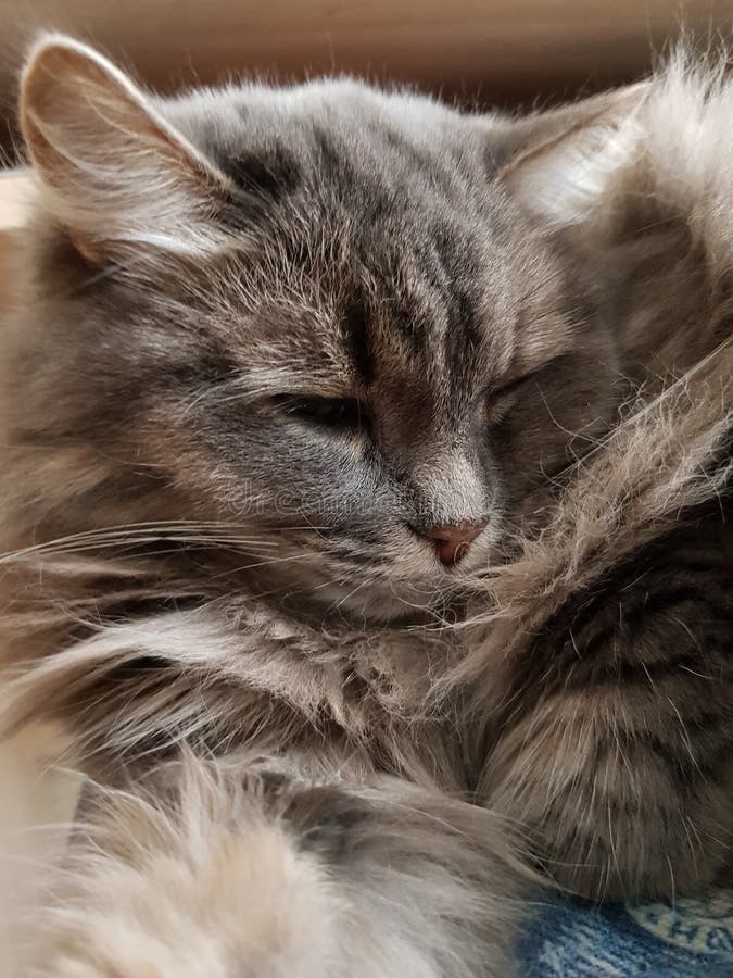 Gray Hairy Cat Sleeping on the Sofa Stock Image - Image of sleeping ...