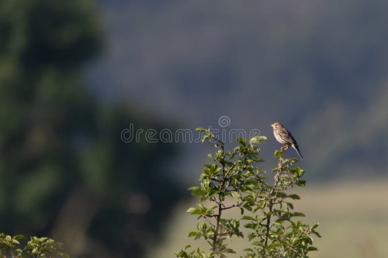 Gray-hammer Sitting on a Bush, Emberiza Calandra Stock Photo - Image of ...