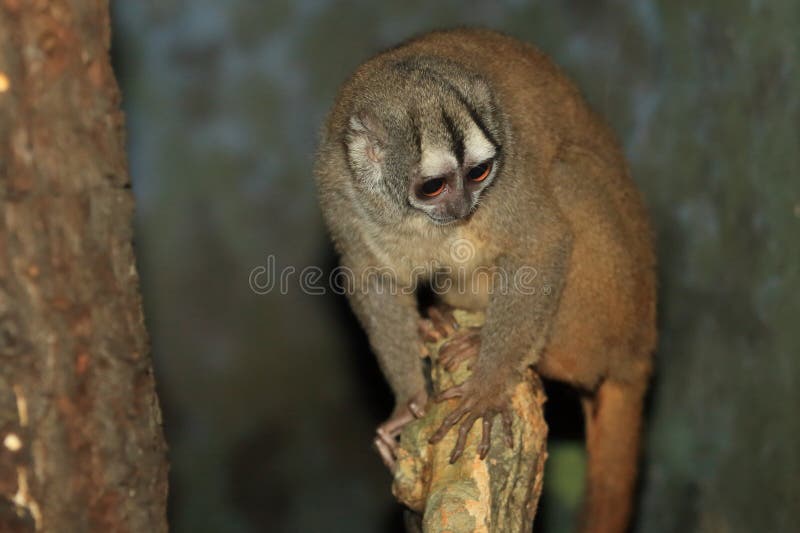 Gray-handed night monkey stock photo. Image of griseimembra - 109601838
