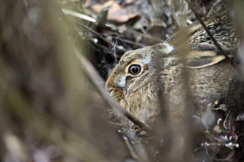 Gray hare stock image. Image of mammals, animals, life - 37157327
