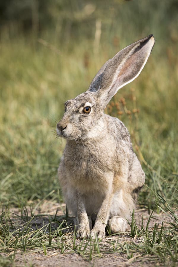Grey Hare stock photo. Image of eating, cautious, alert - 99642426