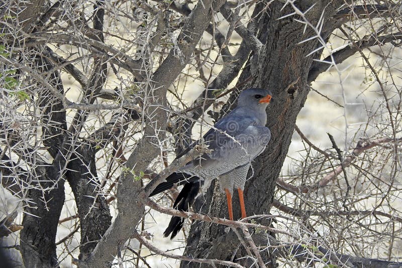 Gray Hawk, Etosha National Park, Namibia Stock Image - Image of beak ...