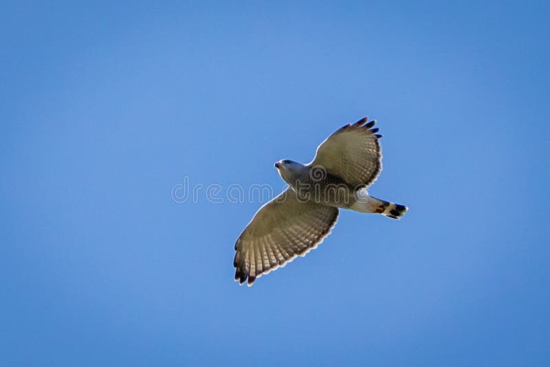 Gray Hawk in Flight with a Blue Sky Stock Image - Image of feathers ...