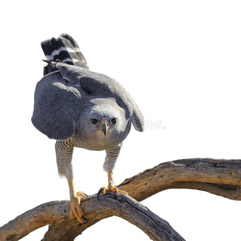Gray Hawk stock photo. Image of wild, neat, watching - 36671014