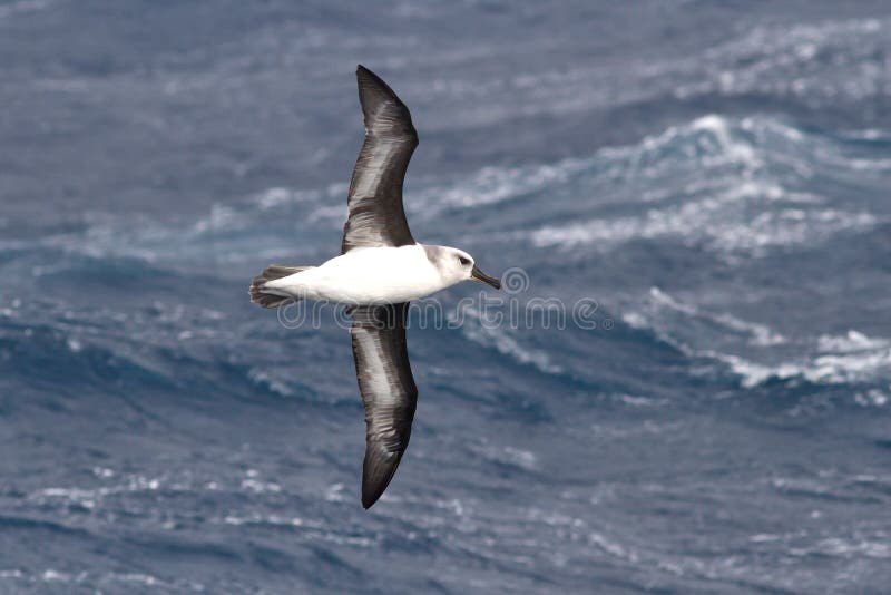 Gray-headed Albatross Flying Over the Waters of the Fall of the Stock ...