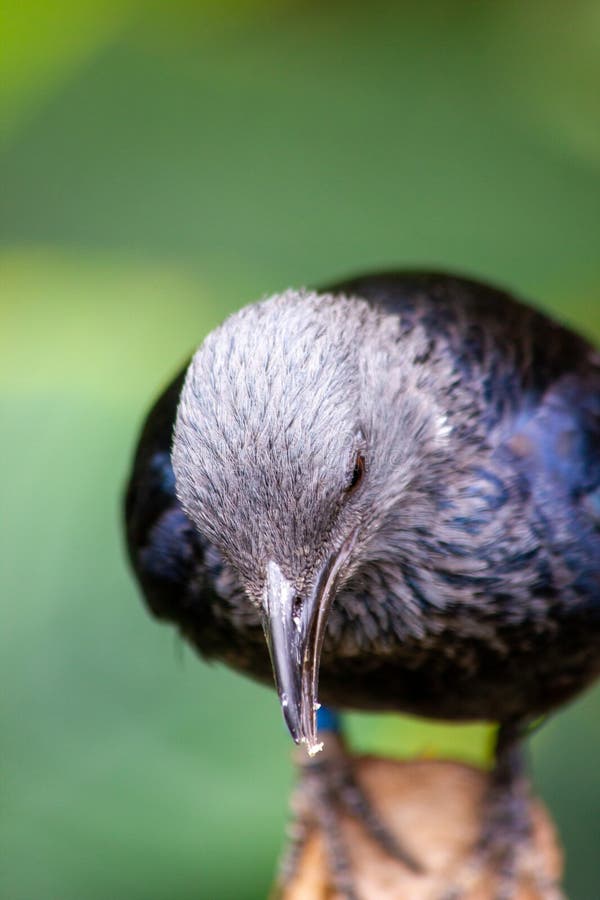 Gray Headed Bird Black Body Wings Sits Branch Stock Photos - Free ...