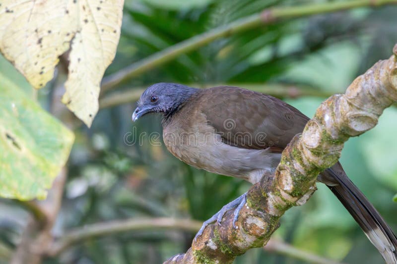 A Gray-headed Chachalaca in Monteverde, Costa Rica Stock Photo - Image ...