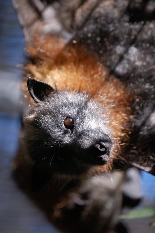 Gray Headed Flying Fox stock photo. Image of rodent, nature - 12949950