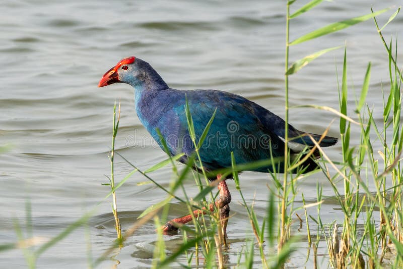 Gray-headed Swamphen stock image. Image of wildlife - 275238199