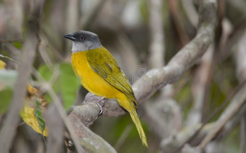 Gray-headed Albatross Flying Over the Waves of the Atlantic Storm Stock ...