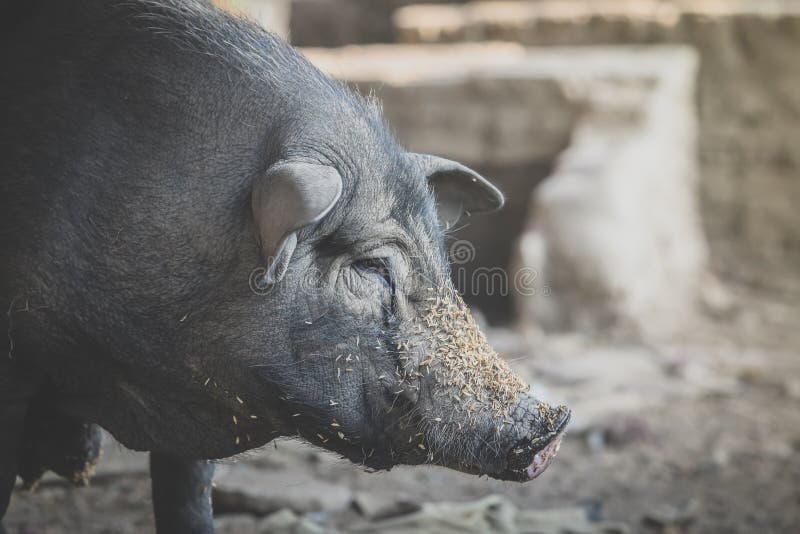 Gray boar stock photo. Image of breeding, ranch, snow - 12177468