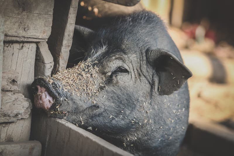 Gray-headed Wild Boar in Thailand Stock Photo - Image of dark, boar ...