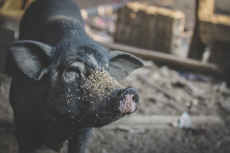 Gray-headed Wild Boar in Thailand Stock Photo - Image of dark, portrait ...