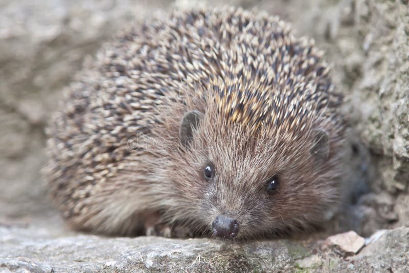 Gray Hedgehog Runs In Green Grass In The Forest. Small European Mammal ...