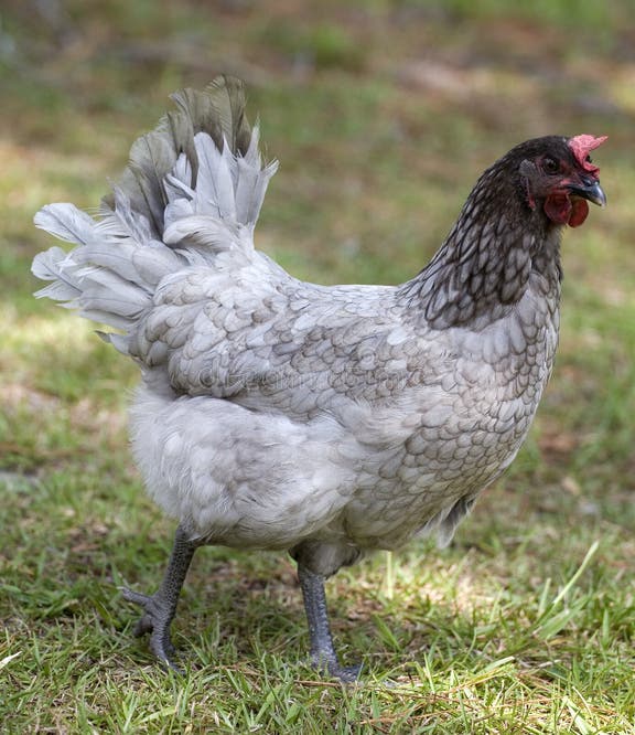 Gray hen stock image. Image of comb, farm, green, wings - 10944057
