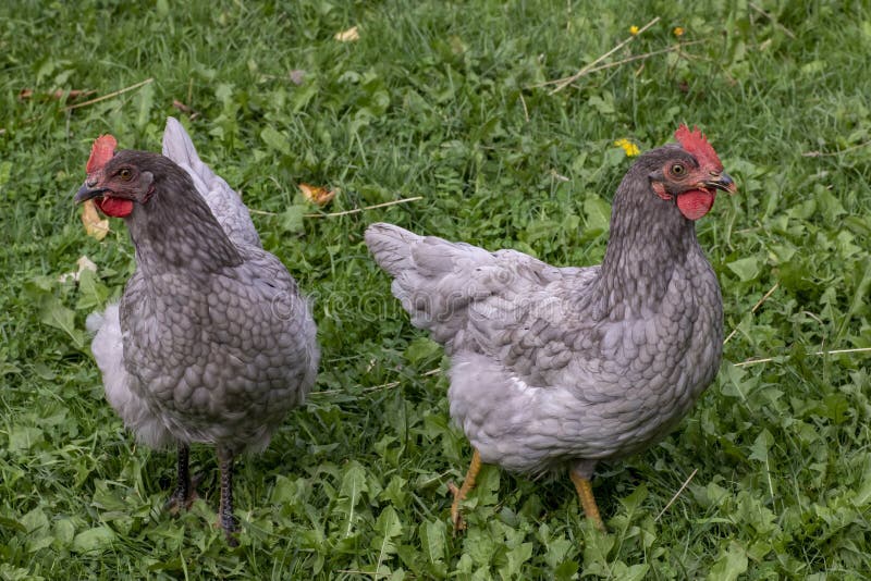 Gray Hens Walk on the Green Grass Lawn Stock Photo - Image of ...