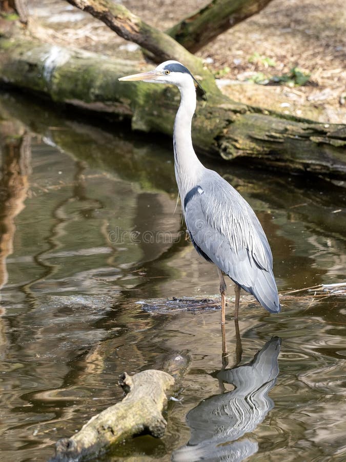 Gray Heron, Ardea Cinerea, Stands in the Water and Stalks Its Prey ...