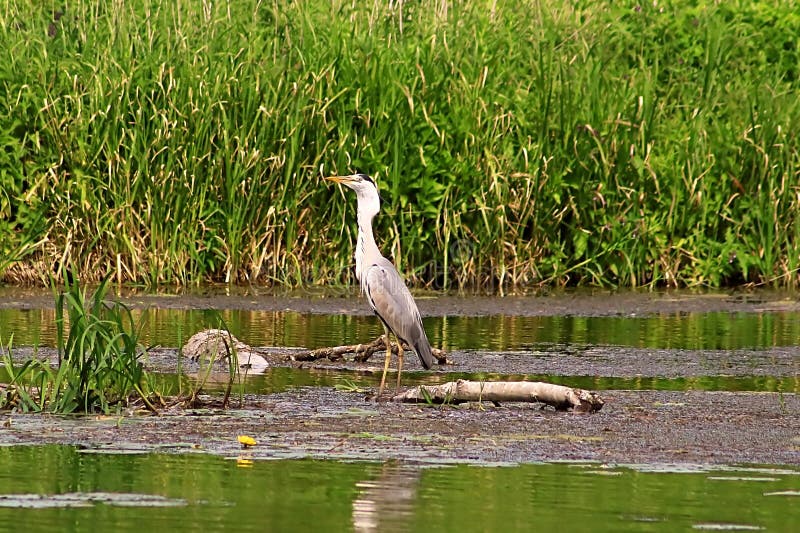 Gray Heron Ardea Cinerea Swallows Fish on the River Stock Photo - Image ...