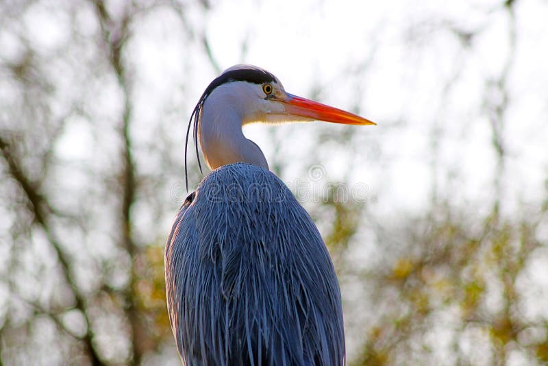 Back View of a Skinny Long-legged Black and White Colored Stilt Bird ...