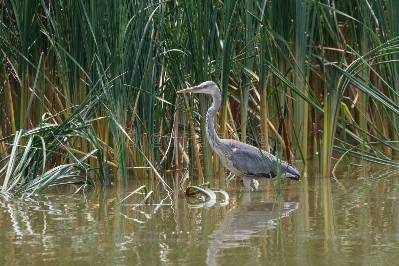 Gray Heron Ardea Cinerea, a Large Water Bird, Flies Low Against the ...