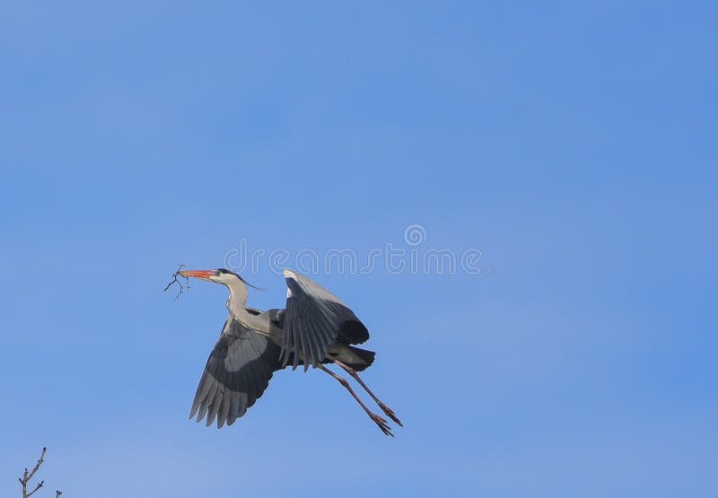 Gray heron flying stock photo. Image of riverside, blue - 89141564
