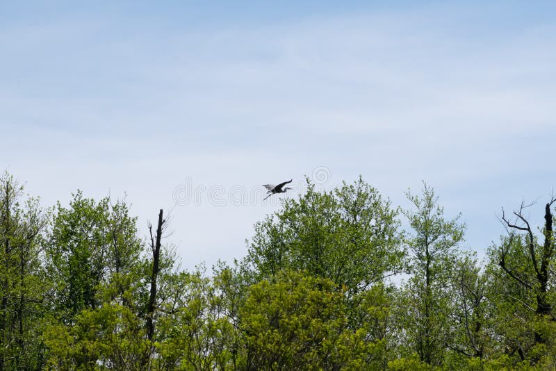 The Gray Heron Flies Over the Trees. Stock Image - Image of nature ...