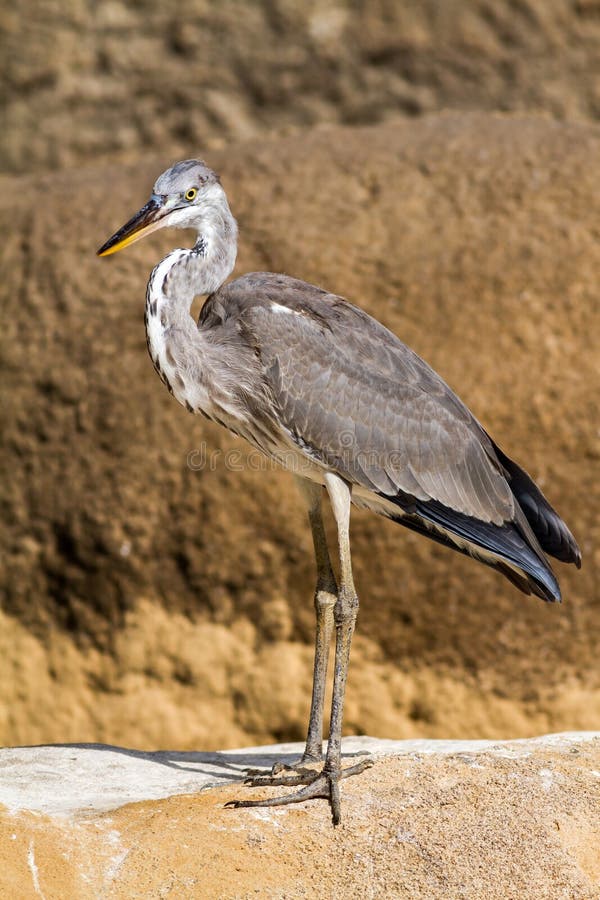 Gray heron stock image. Image of birdwatching, great - 35979305