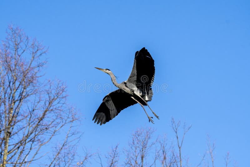 Gray Heron Landing on a Tree Stock Photo - Image of animals, feathers ...