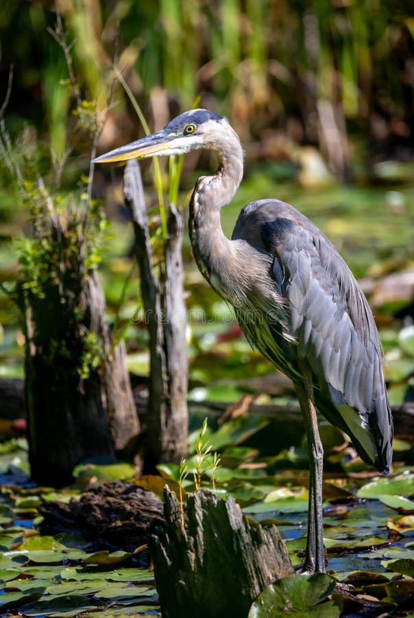 Gray Heron Perched in a Lush Swamp, Wading in the Shallow Water Stock ...