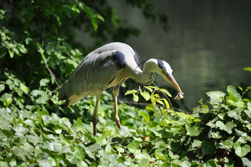 Gray Heron Standing Near the Shore - with an Insect in Its Beak Stock ...