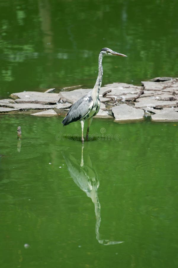 Gray Heron Stays in Shallow Water with a Reflection of it. Stock Image ...